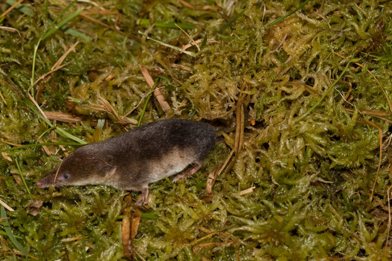 Hoe Teken Je Een Spitsmuis